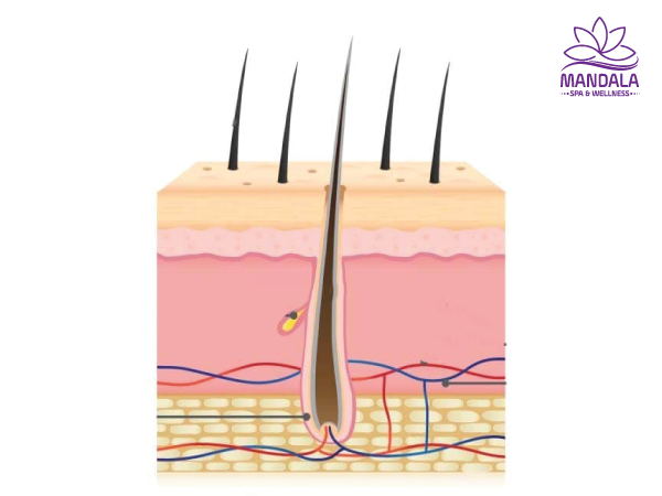Nang tóc và giải phẫu nang tóc - Mandala Beauty & Care - Mỹ Phẩm Thiên ...